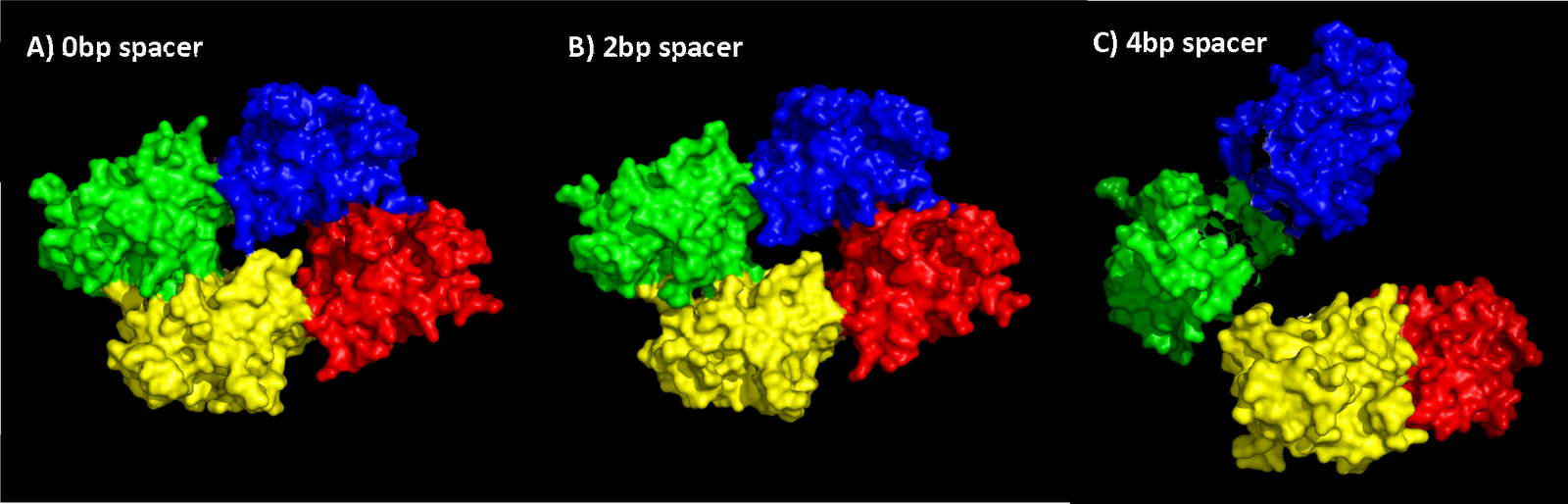 Structure of p73 DNA binding domain tetramer: Intersubunit Interactions